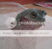 SE England - Blue Phase Whites Tree Frogs Pair | Reptile Forums