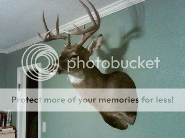 2010 Hardeman County Buck and Taxidermy Review - TexasBowhunter.com ...