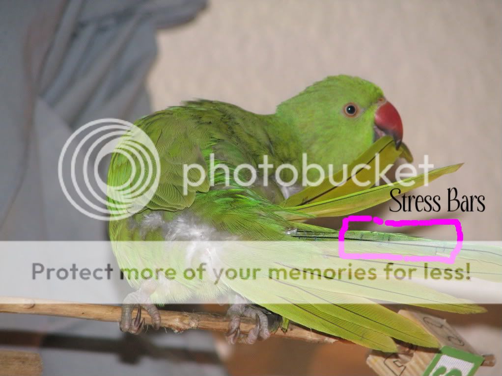Another tiel question..... Is this a stress bar? | Avian Avenue Parrot ...